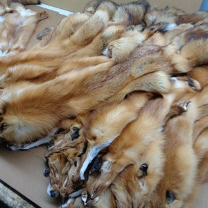 Professionally Tanned #1 Grade Red Fox Hide/pelt - Etsy