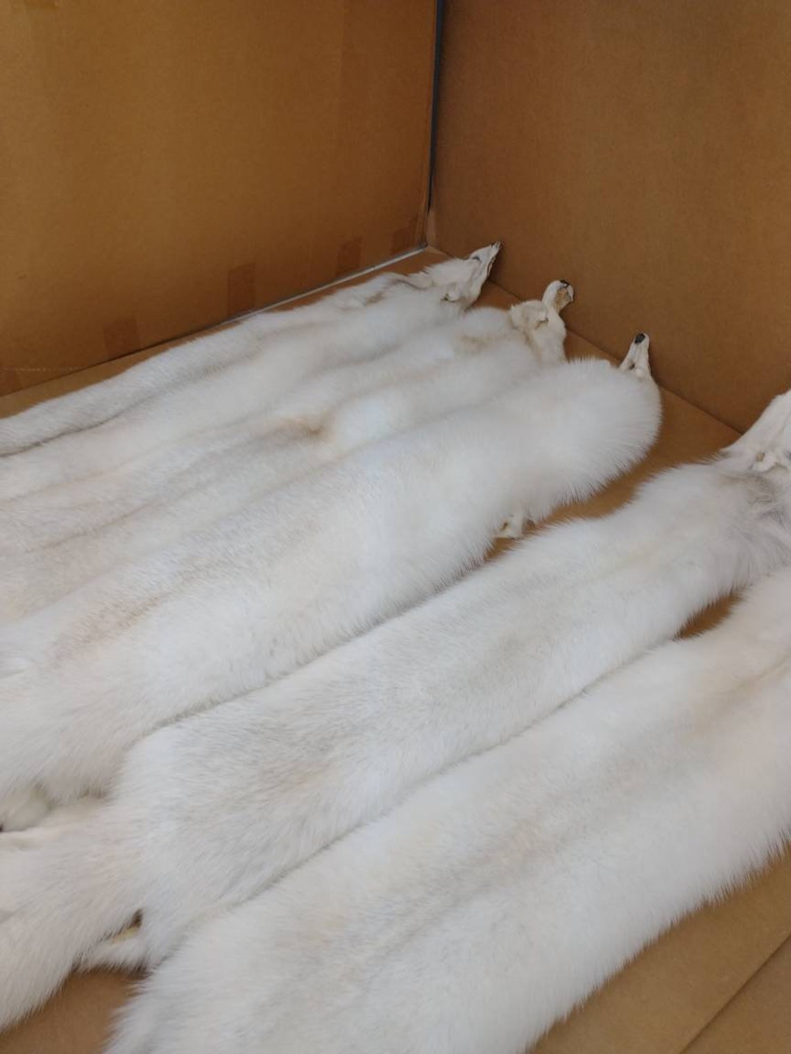 Professionally tanned 1 Grade Ranch Blue Fox hide/pelt/nicely | Etsy