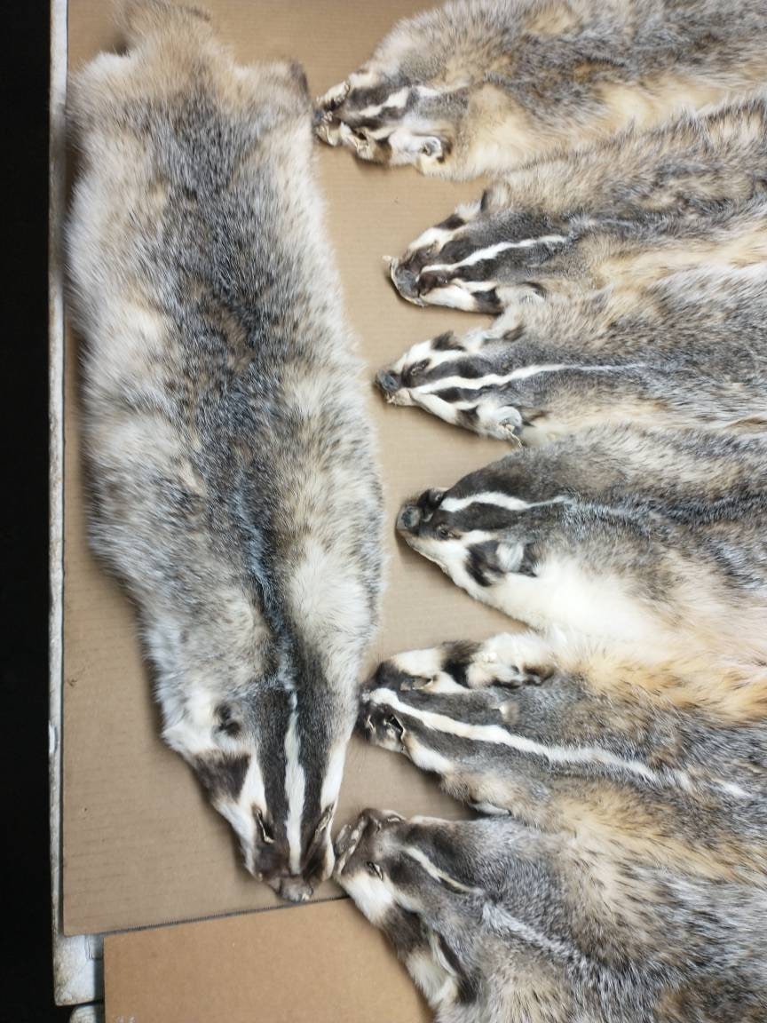 Professionally Tanned Semi-heavy Plus Badger Hide/pelt | Etsy