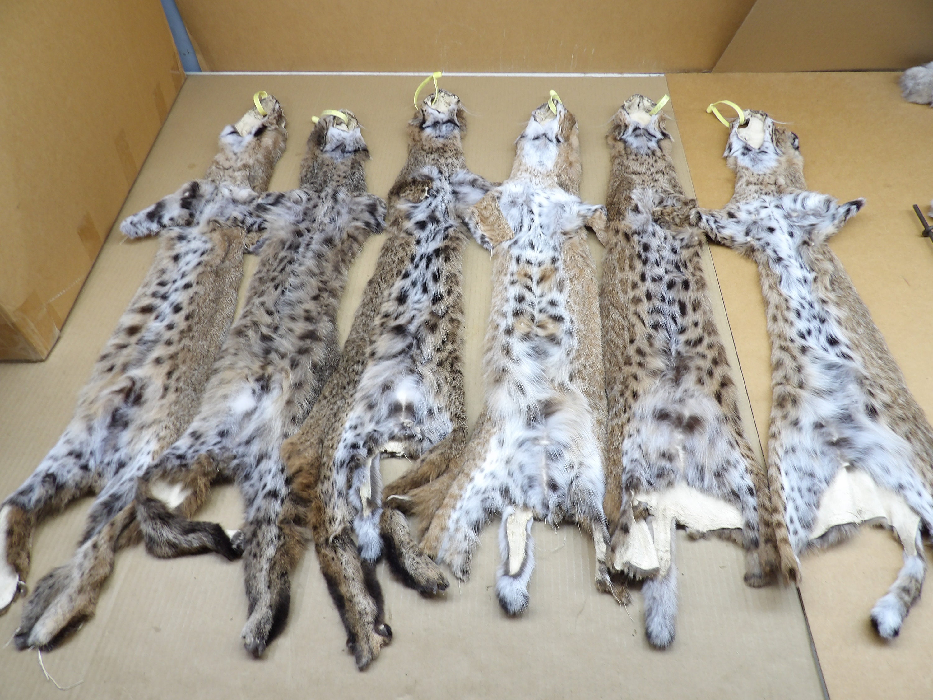 Bobcat Pelt