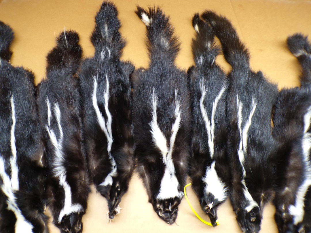 Professionally Soft Tanned #1 Grade Large V-skunk Hide/pelt/nice White ...
