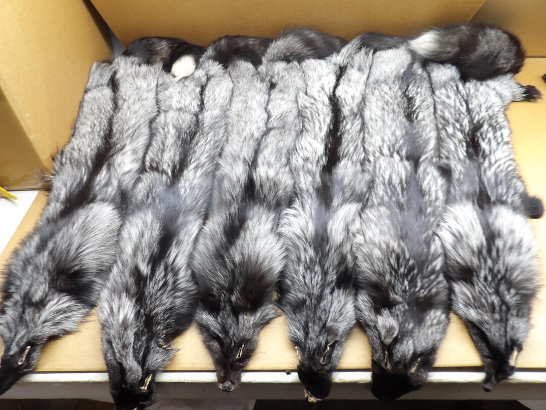 3XL Silver Fox Hide #1 Top Grade/professionally Tanned/pelt/nicely ...