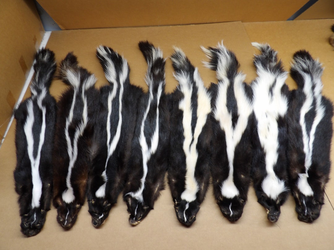 XL Striped Skunk Hide Professionally Soft Tanned 1 Grade/pelt/nice ...