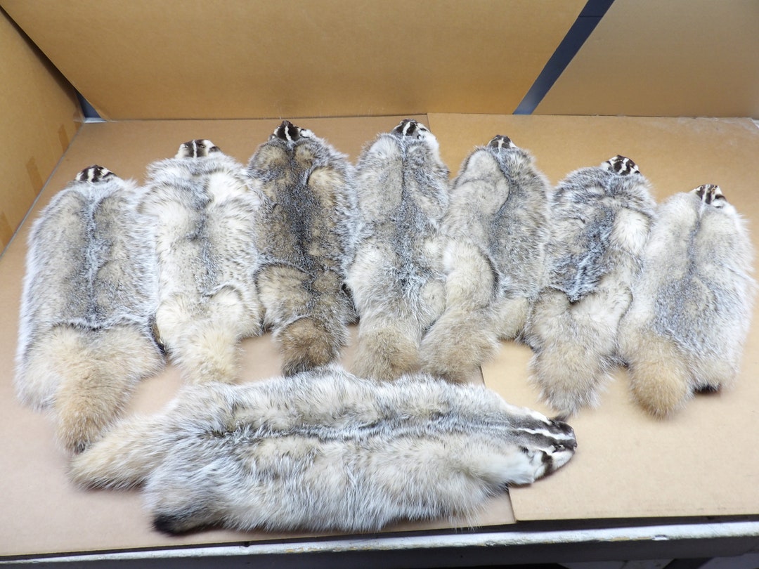 Professionally Tanned 1 Grade Heavy Furred Badger Hide/pelt - Etsy