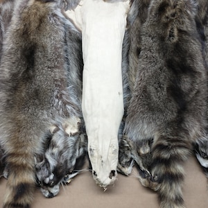 Professionally Soft Tanned Large #1 Grade Iowa Raccoon/coon Hide/pelt ...