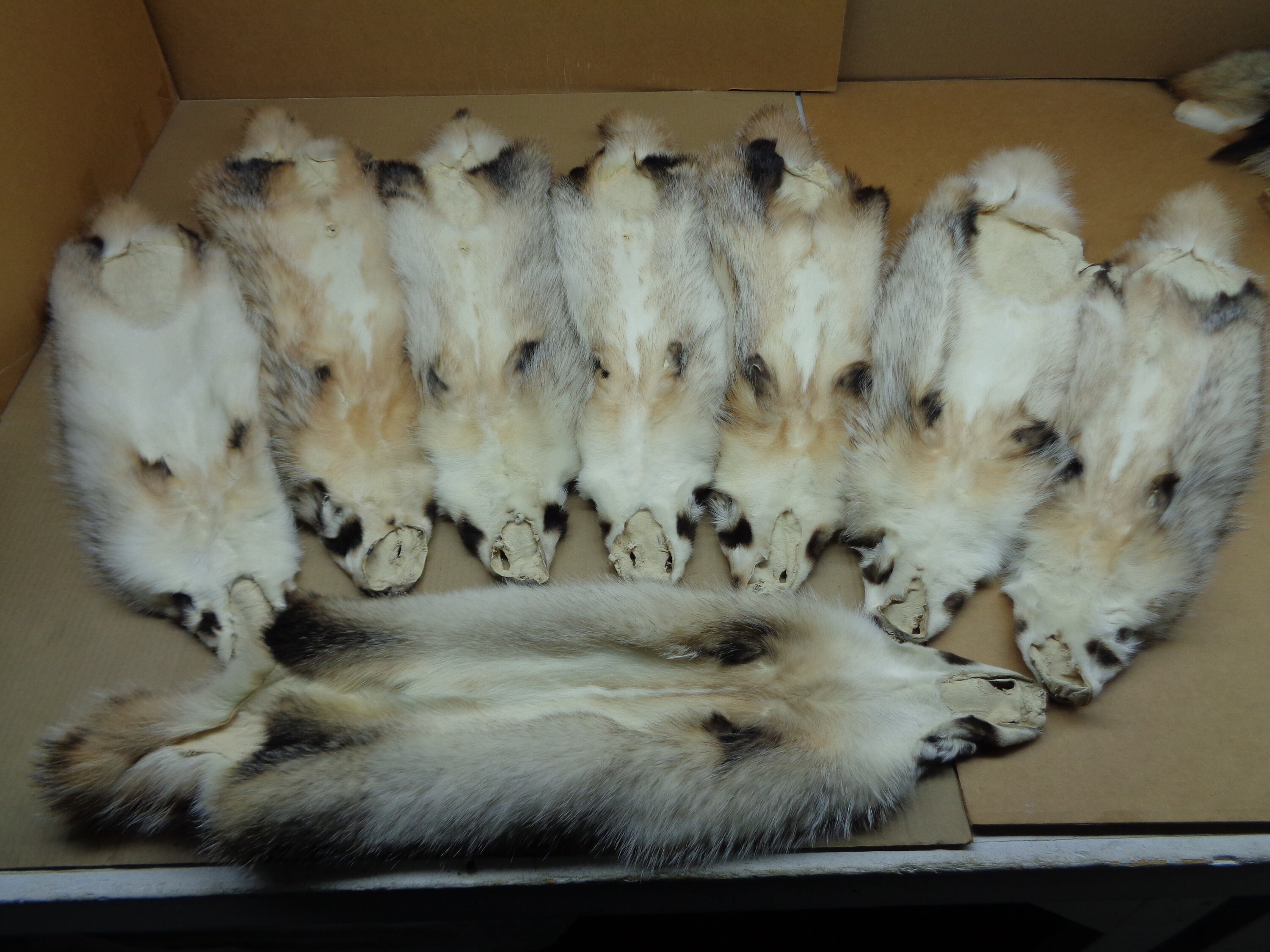 Professionally Tanned 1 Grade Heavy Furred Badger Hide/pelt - Etsy