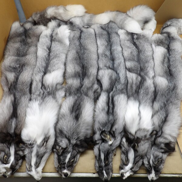 Shadow Blue Fox - Etsy