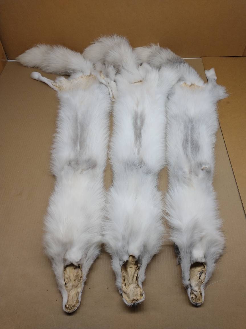 Arctic Cross Fox Hide Professionally Tanned 1 - Etsy