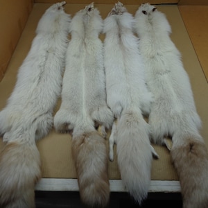 Arctic Cross Fox Hide Professionally Tanned #1 Grade/pelt/nicely Furred ...