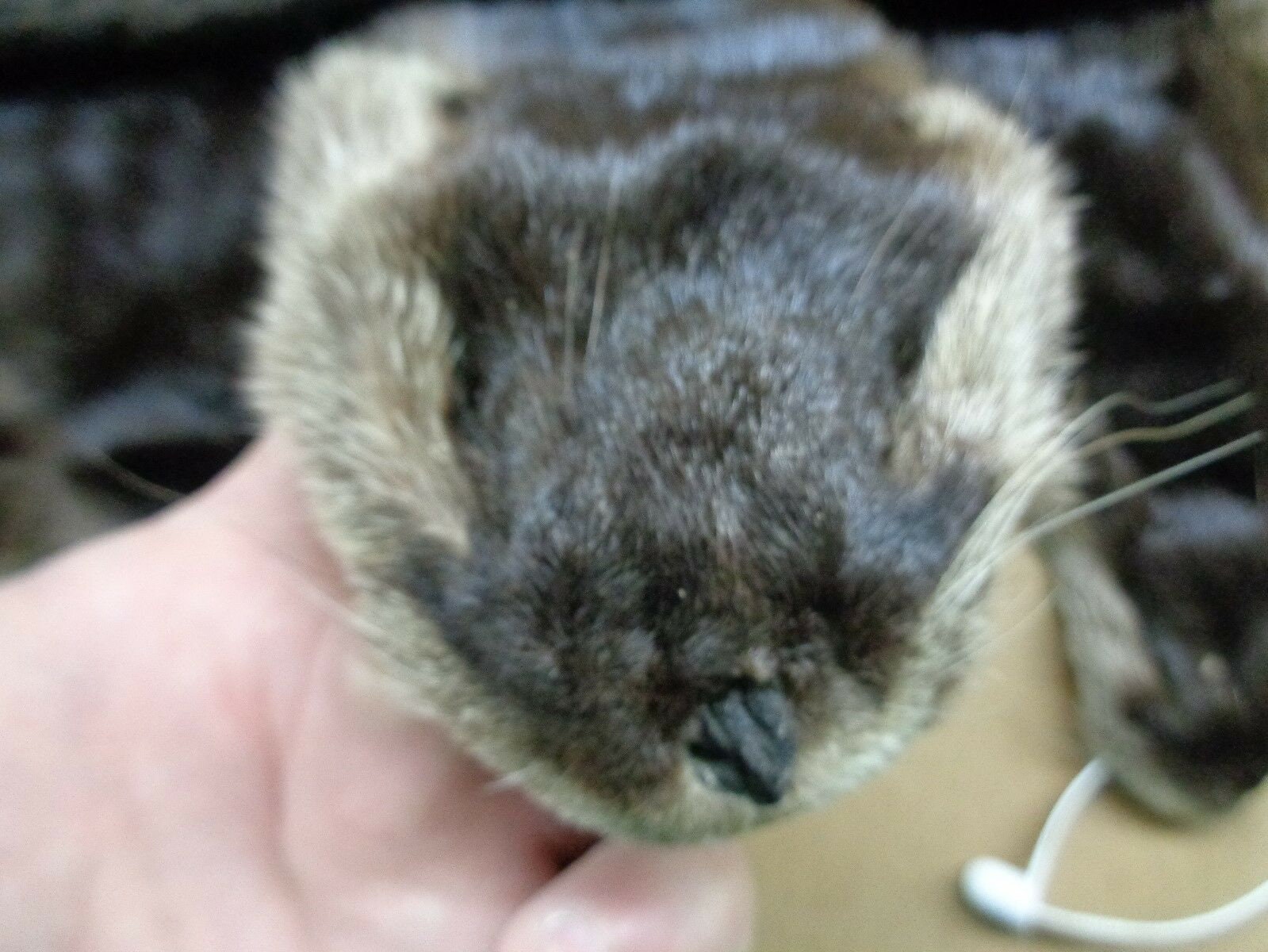 Large Dark River Otter Hide Professionally Tanned 1 Grade - Etsy