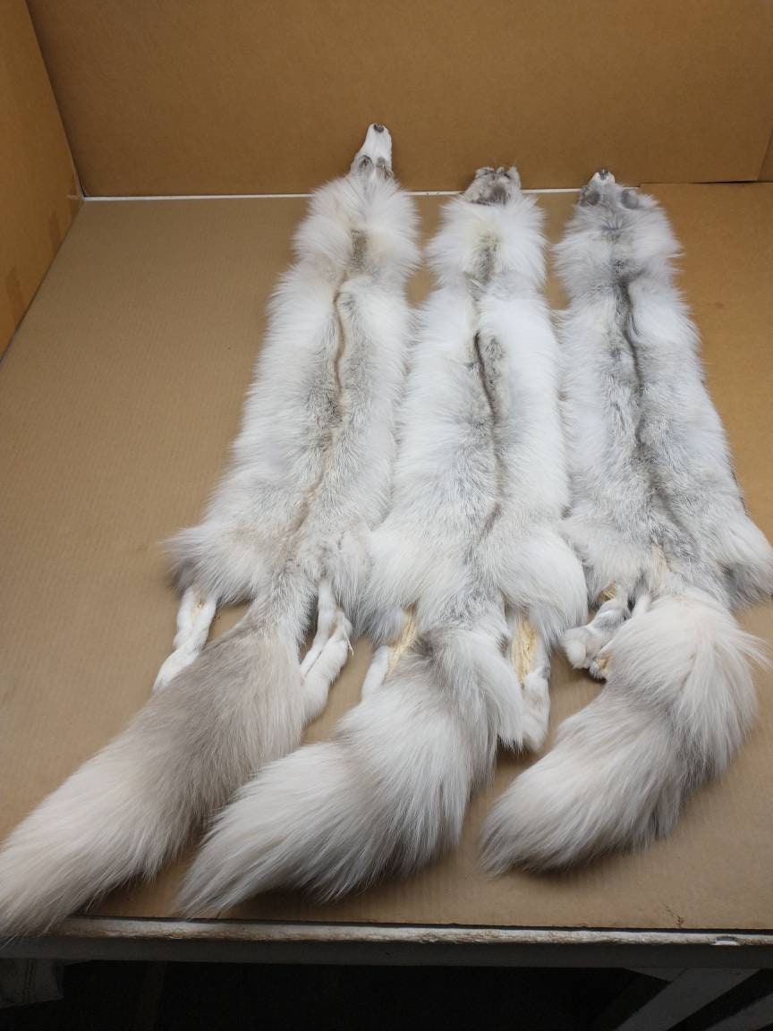 Arctic Cross Fox Hide Professionally Tanned 1 - Etsy
