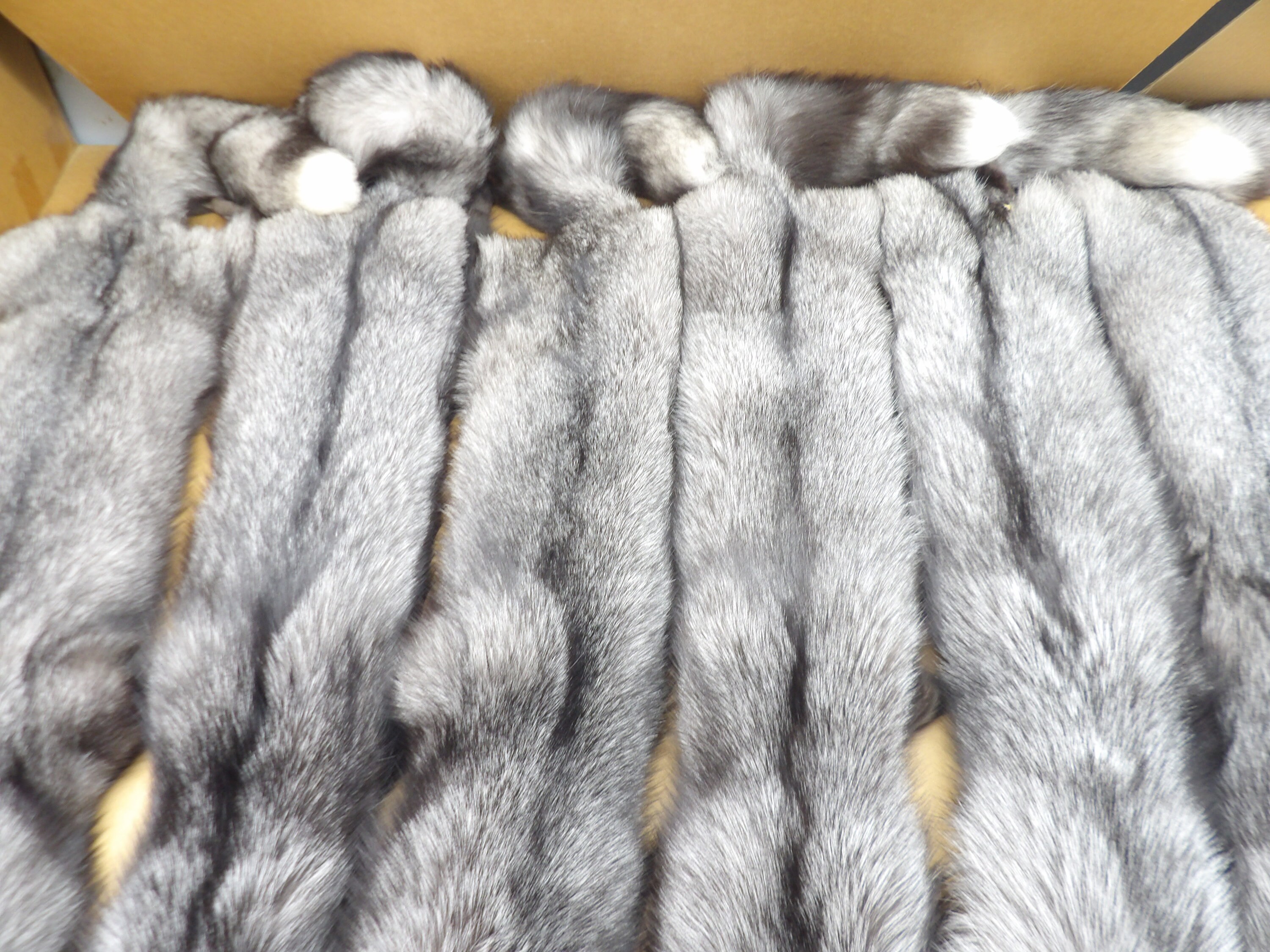 XXL Blue Frost Fox Hide #1 Top Lot Grade, Professionally Tanned/pelt ...