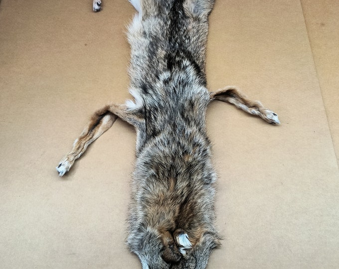 Professionally Soft Tanned XXL Coyote Hide With 4 Feet Attached/fur ...