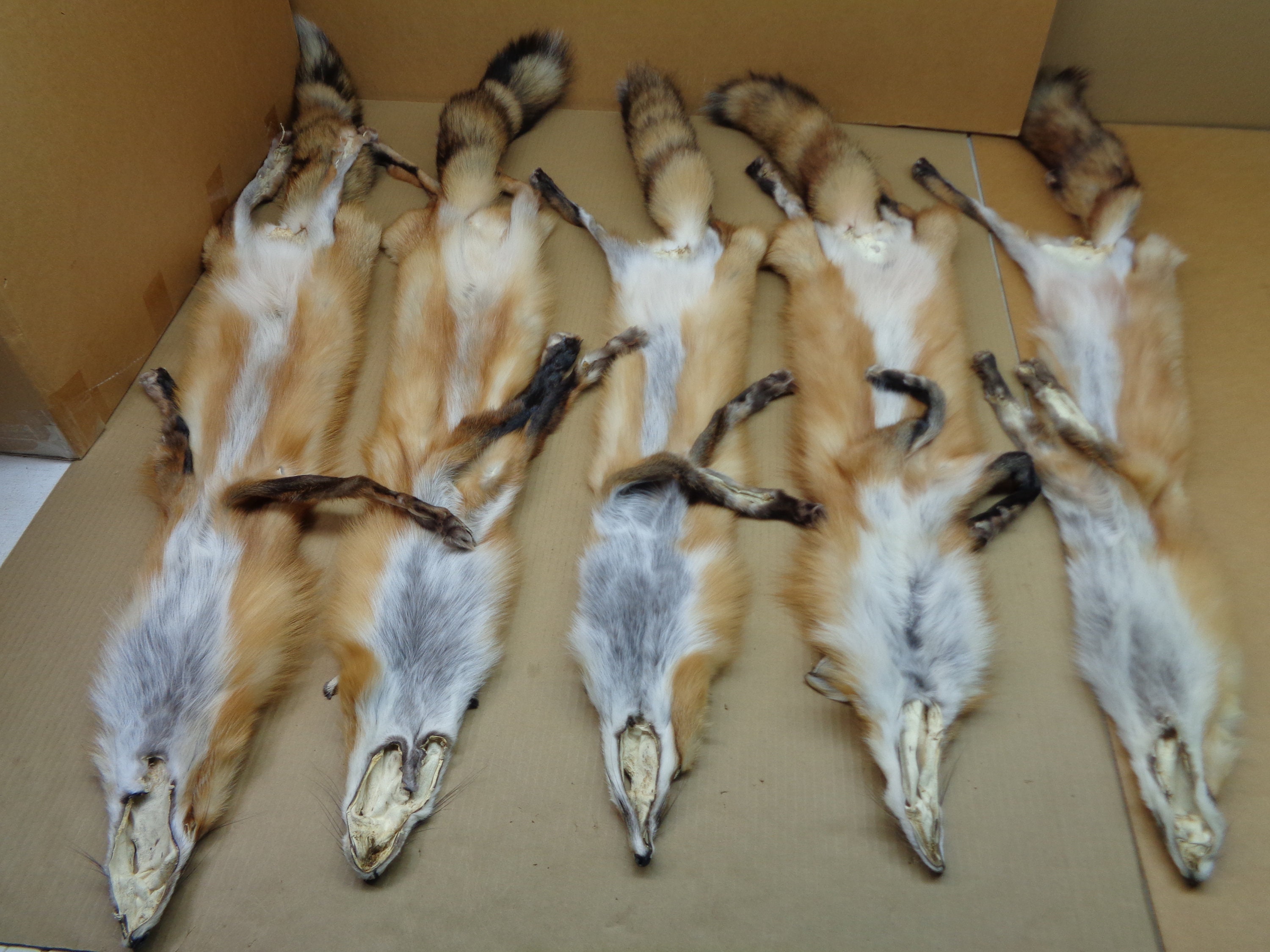 Red Fox Hide With 4 Feet Professionally Tanned/semi Heavy - Etsy