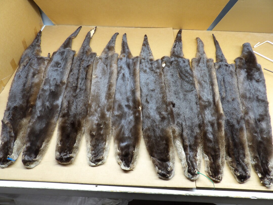 Professionally Tanned XL Damage Otter Hide/pelt/fur/hair Ties - Etsy
