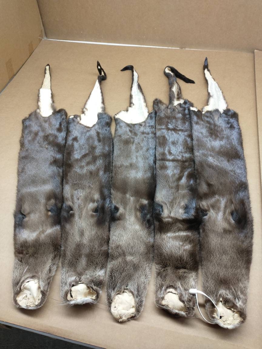 Large Dark River Otter Hide Professionally Tanned 1 Grade - Etsy