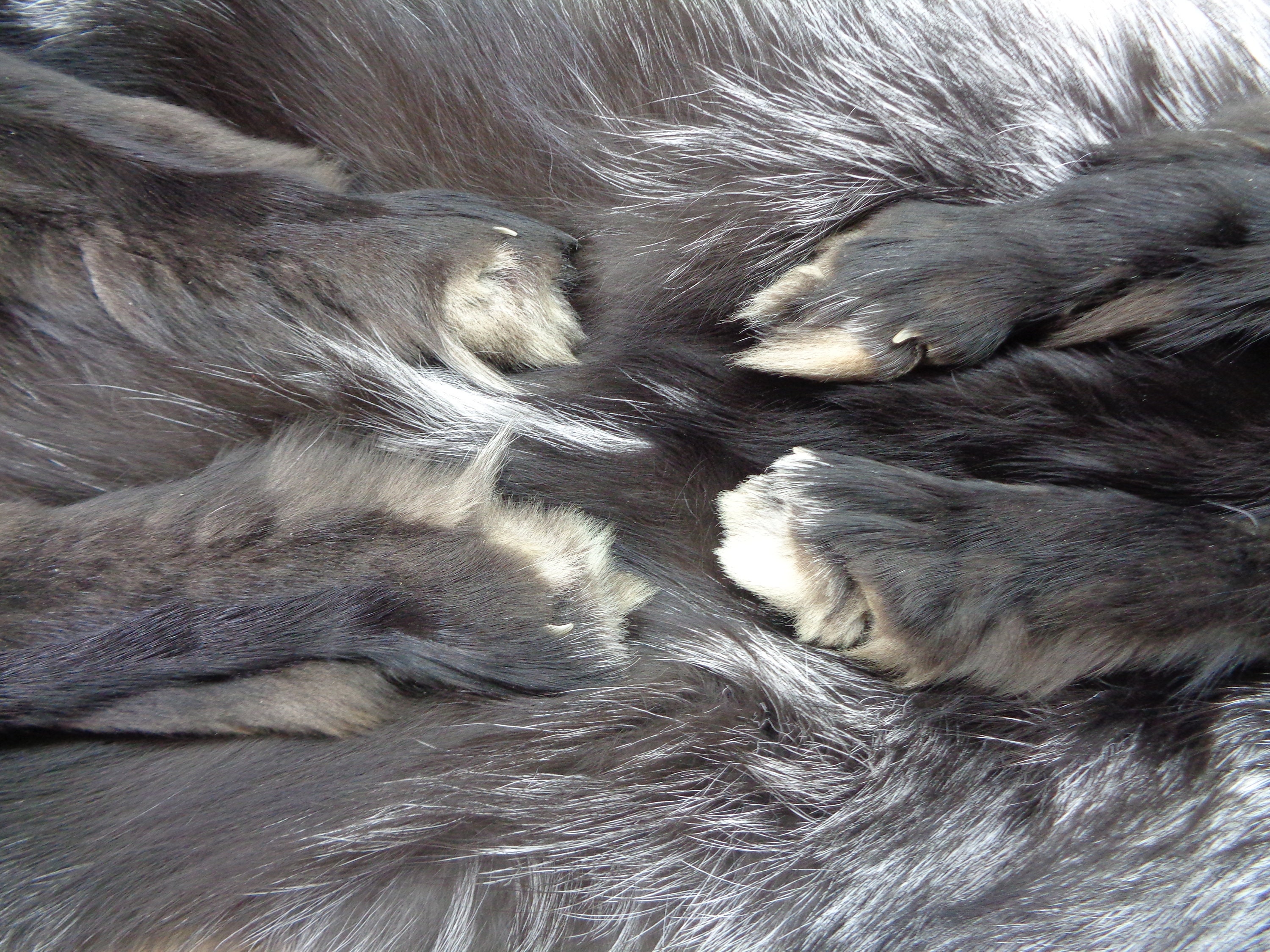 Silver Fox Hide With 4 Feet Professionally Tanned Top Lot - Etsy