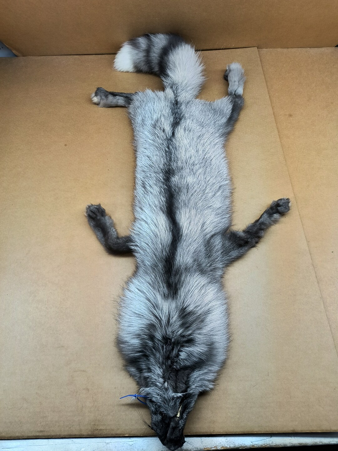 Pearl Fox Professionally Tanned Hide With 4 Feet Attached/1 Grade - Etsy