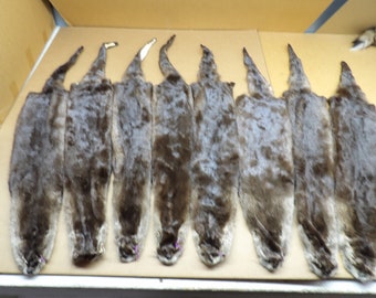 Otter Pelt Lifesize Taxidermy Quality - Etsy