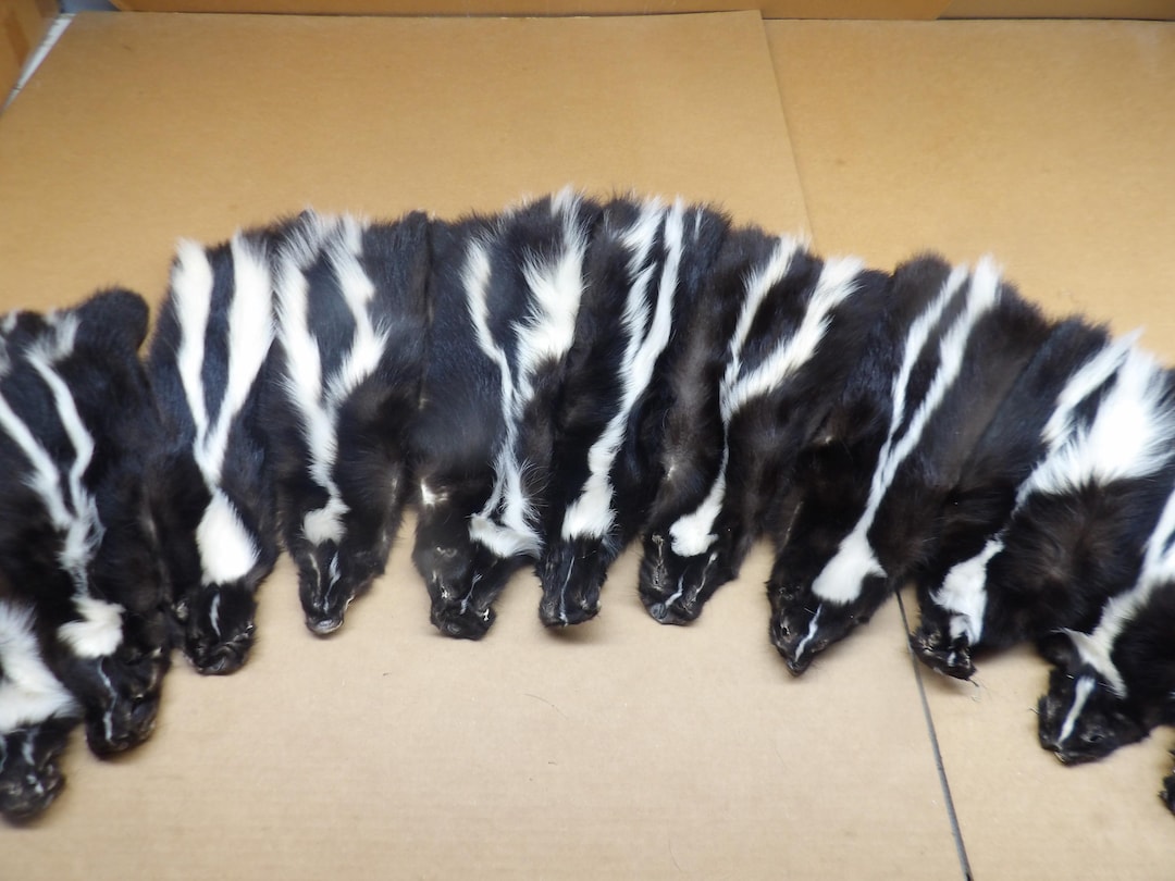 No Tail Professionally Soft Tanned Skunk Hide - Etsy