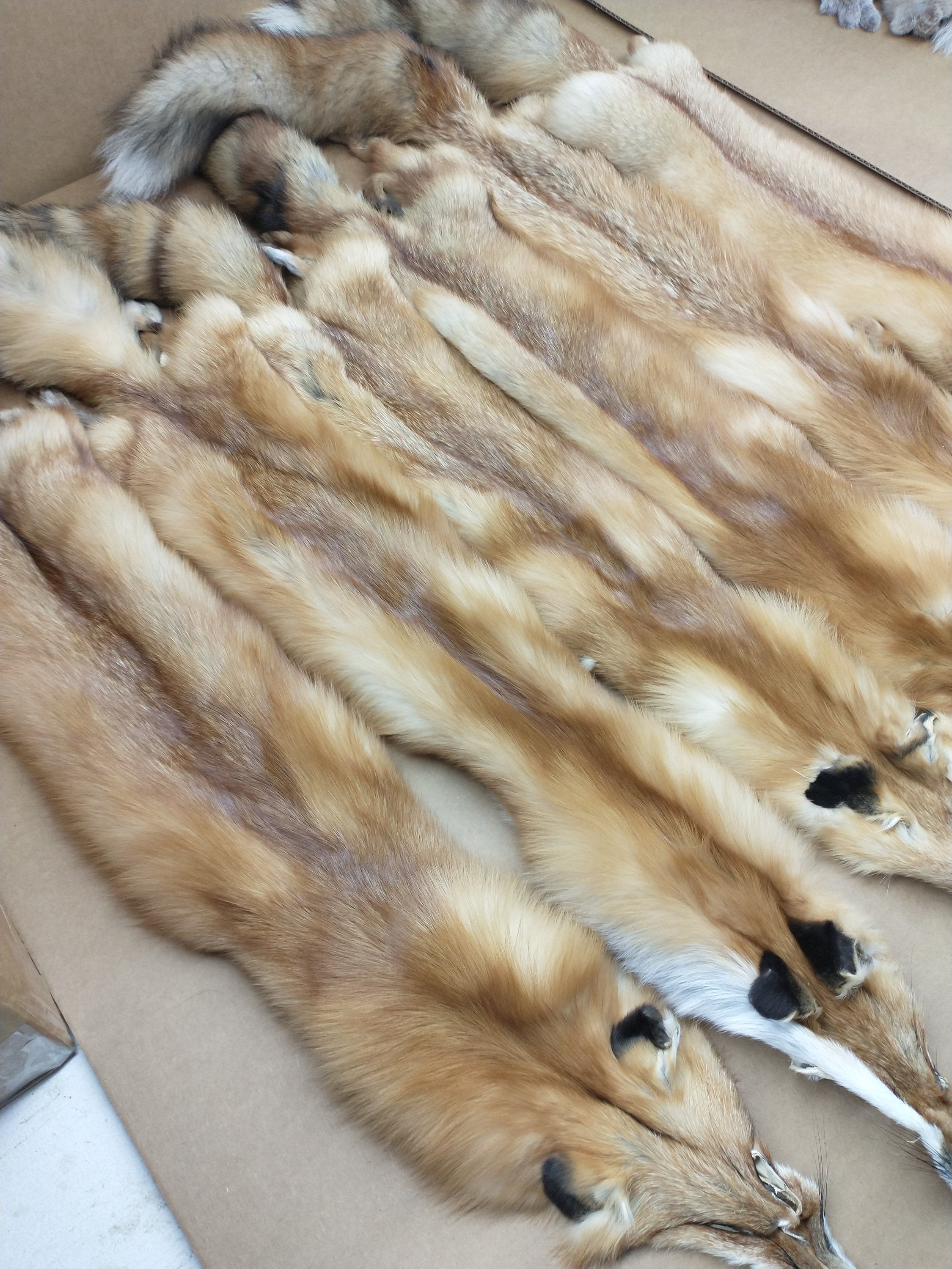 Professionally Tanned Slight Damage Red Fox Hide Nicely | Etsy