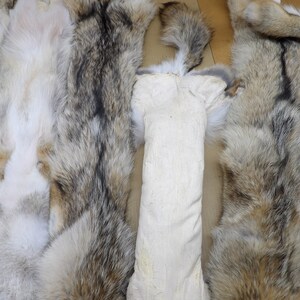 Coyote Hide Professionally Tanned #1 Grade/fur/viking Cloak/cape - Etsy