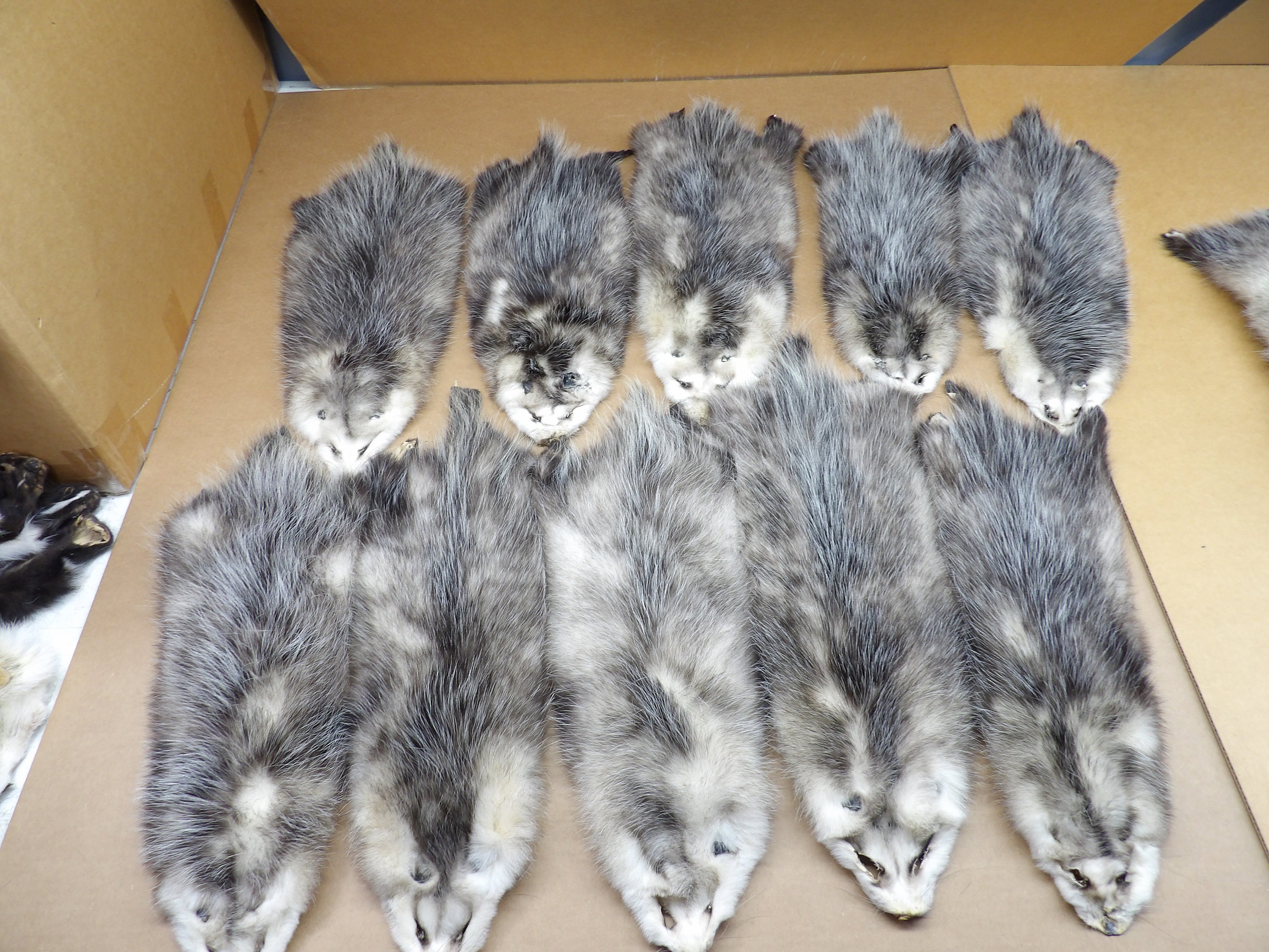 Opossum Large #1 Grade Professionally Soft Tanned Hide/pelt/real USA ...