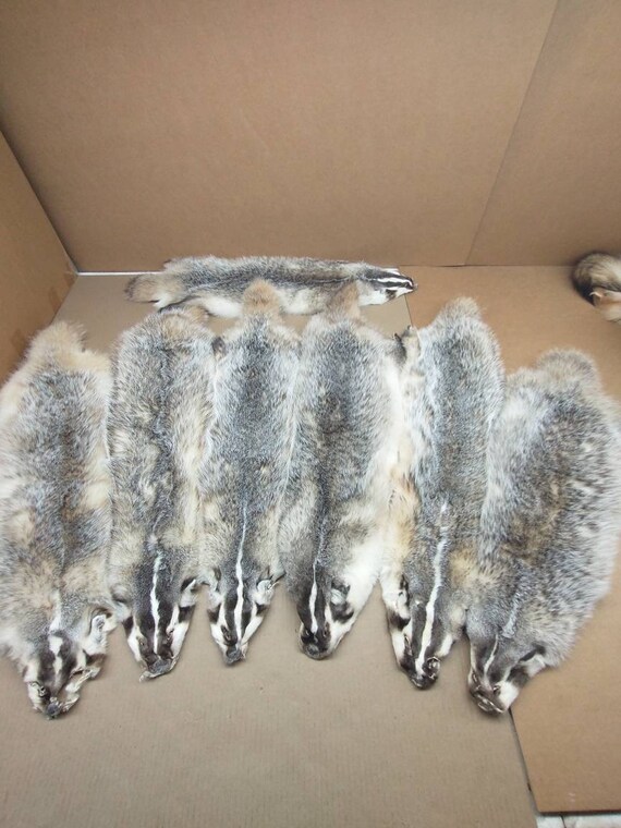 Professionally Tanned Semi-heavy Plus Badger Hide/pelt | Etsy