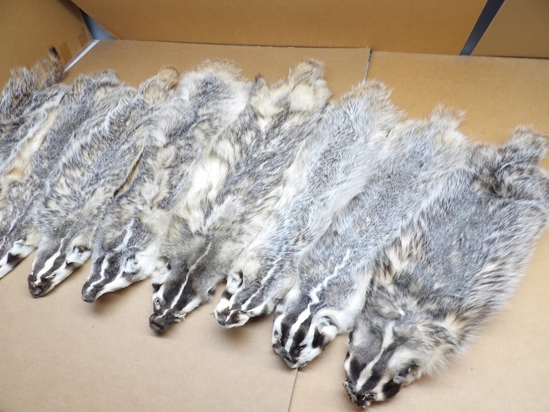 Professionally Soft Tanned Semi-heavy/flat Badger Hide/pelt/furs - Etsy