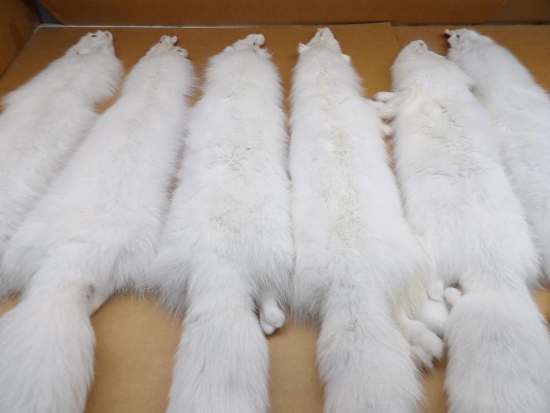 Professionally Tanned Arctic/white Fox Hides #1 Grade, Nice White ...