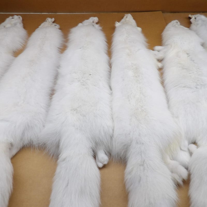 Arctic Fox Therian Mask - Etsy