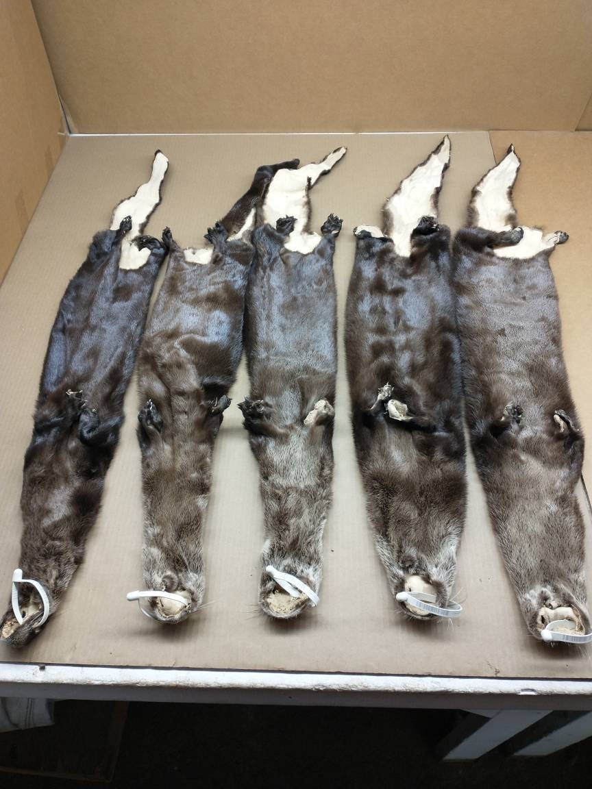 Tanned Select Grade XL River Otter Hide With 4 Feet/pelt/furs/taxidermy ...