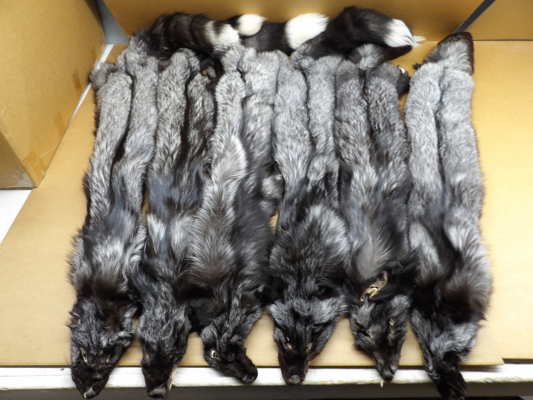 Professionally Tanned #1 Silver Fox Hide/pelt/nicely Furred - Etsy