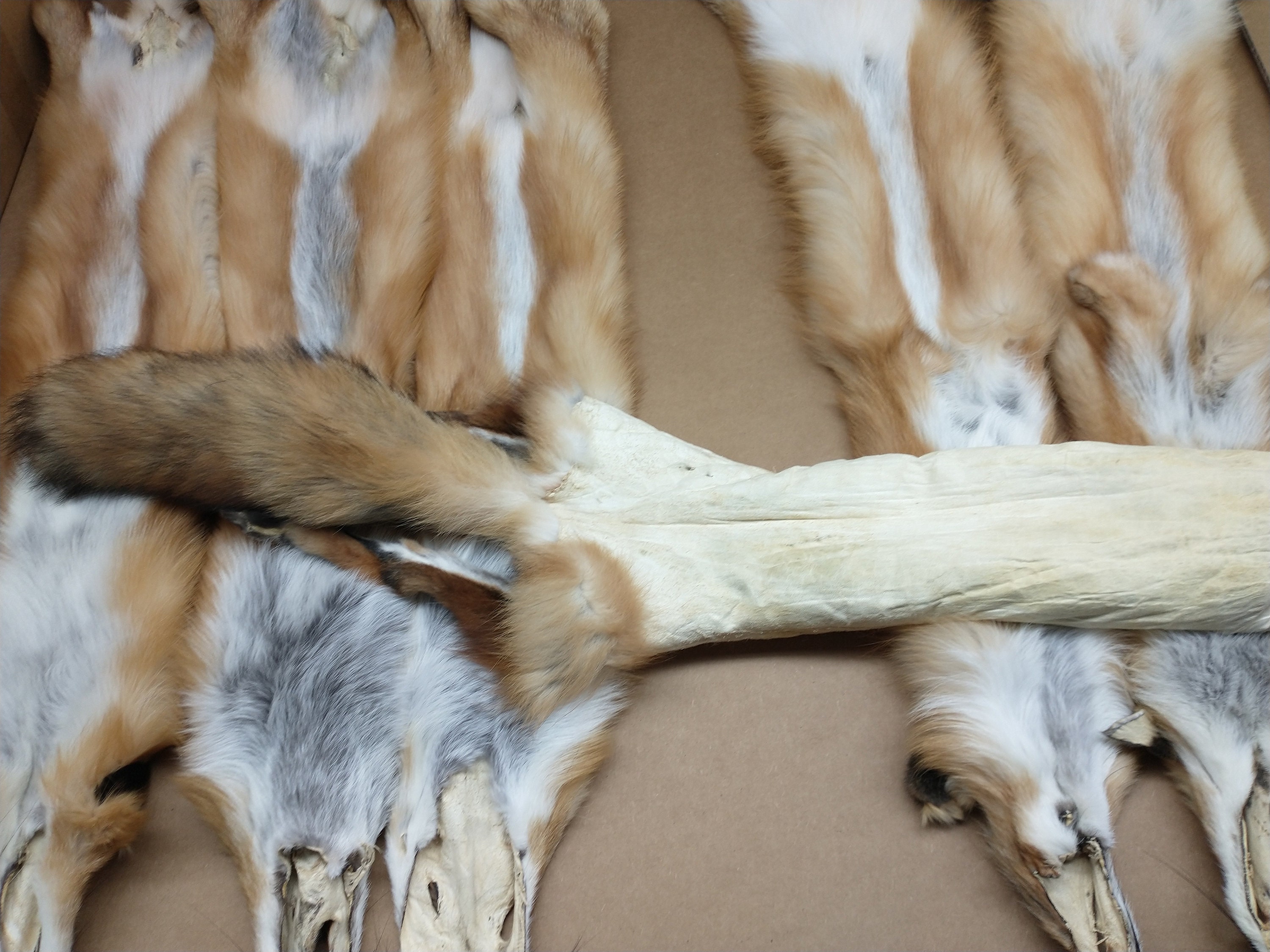 Professionally Tanned Slight Damage Red Fox Hide Nicely | Etsy