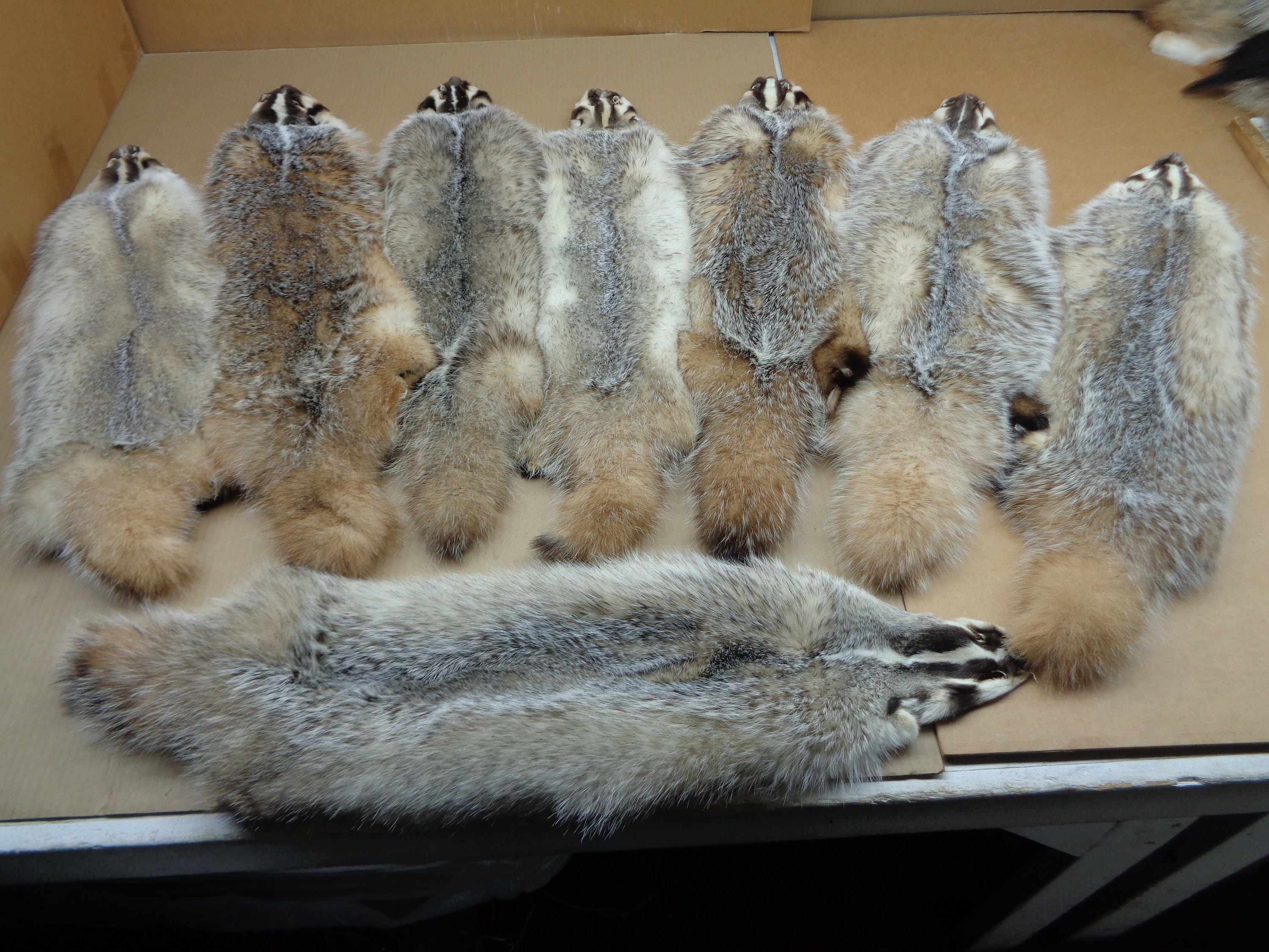 Professionally Tanned 1 Grade Heavy Furred Badger Hide/pelt - Etsy