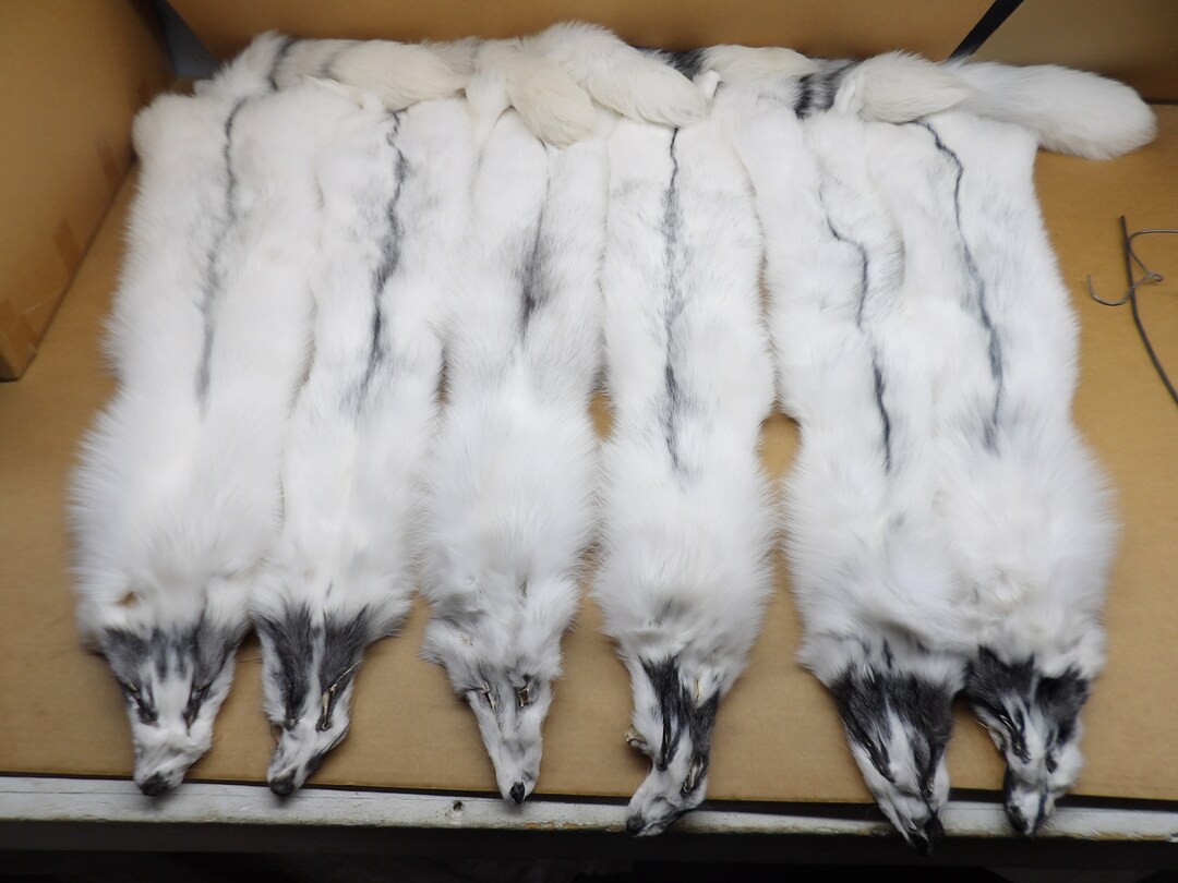 Professionally Tanned #1 Grade 3XL Arctic Marble Fox Hide/pelt/heavy ...
