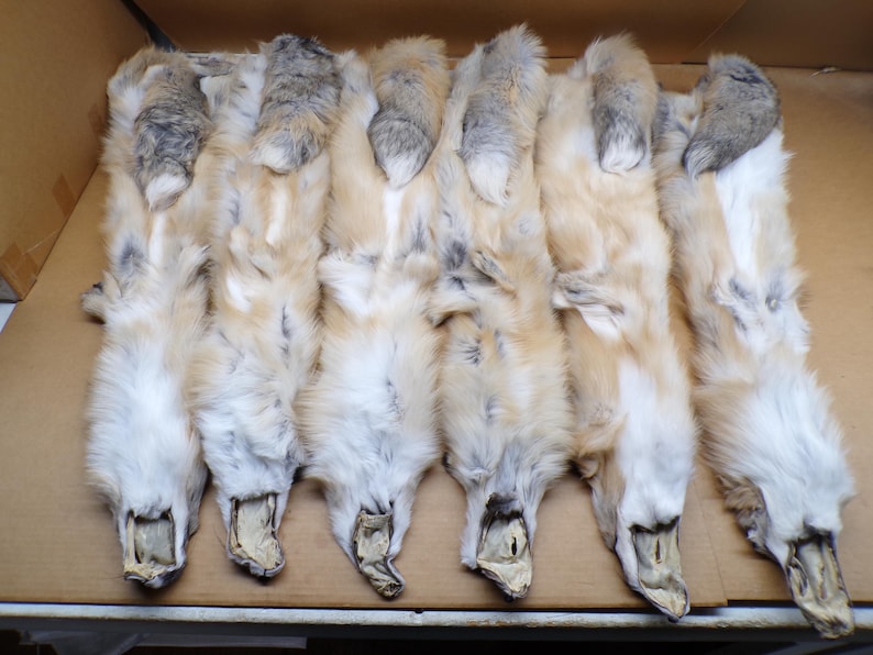 2XL Golden Island Fox Hide #1 Top Lot Grade, Professionally Tanned/pelt ...