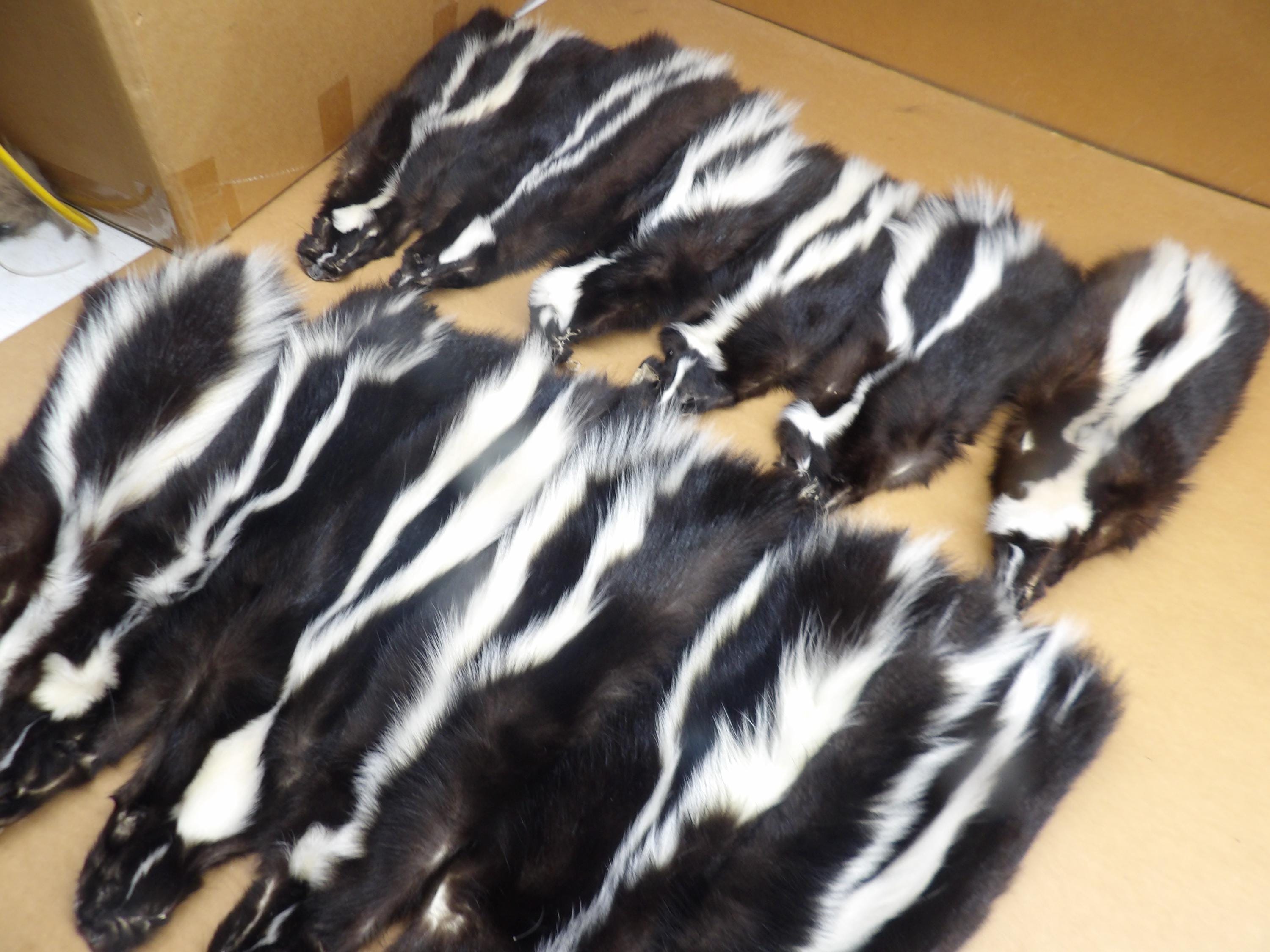 No Tail Professionally Soft Tanned Skunk Hide - Etsy