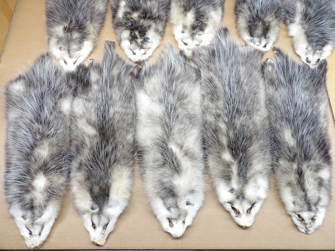 Opossum Large #1 Grade Professionally Soft Tanned Hide/pelt/real USA ...