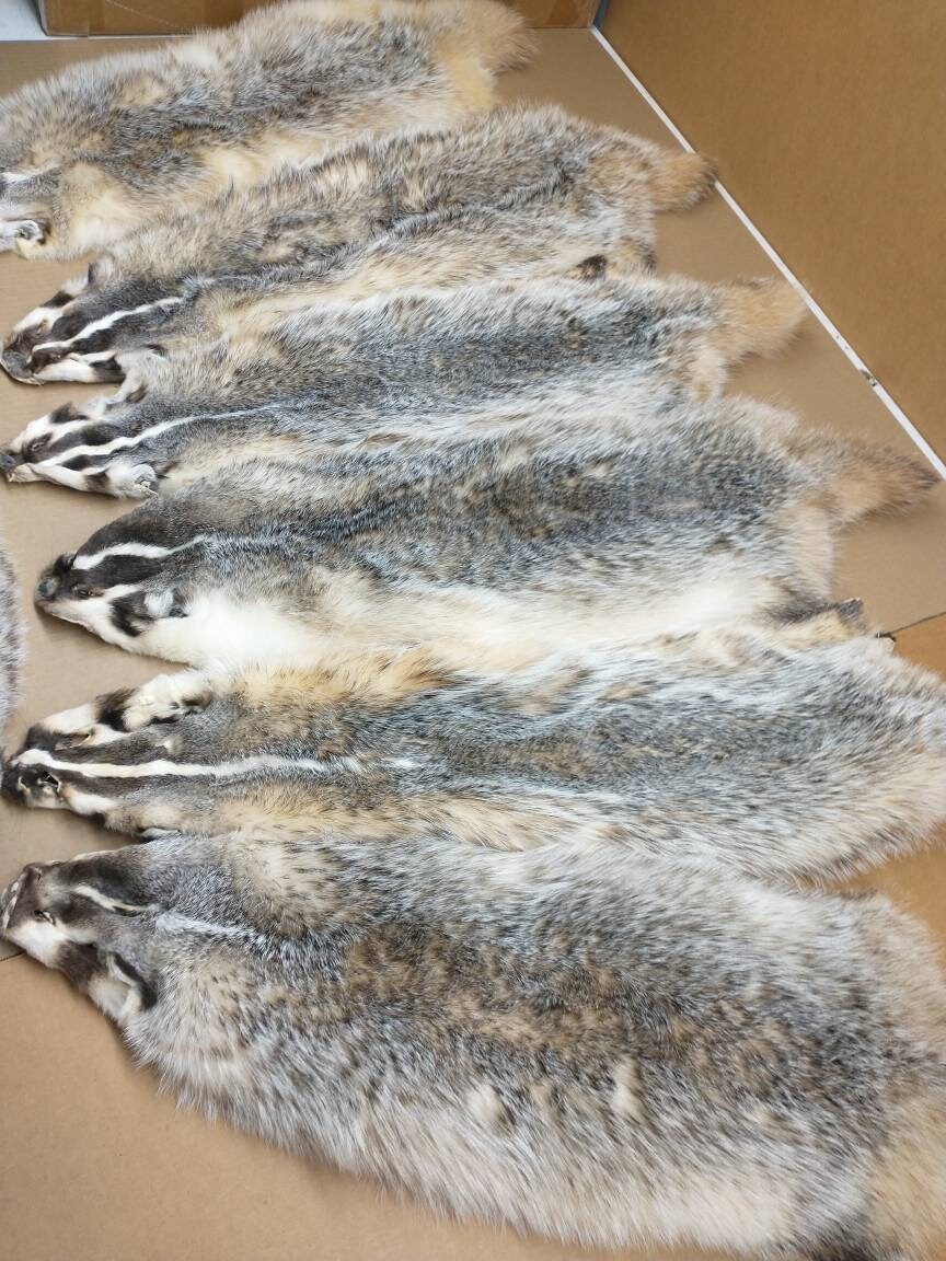 Professionally Tanned Semi-heavy Plus Badger Hide/pelt | Etsy