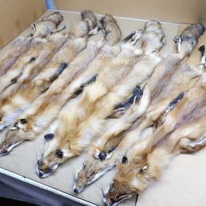 Red Fox Hide With 4 Feet Professionally Tanned/semi Heavy - Etsy