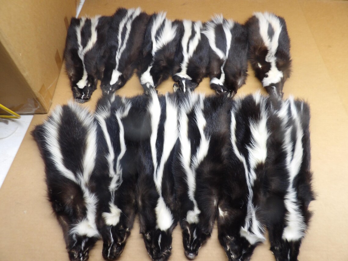 No Tail Professionally Soft Tanned Skunk Hide - Etsy