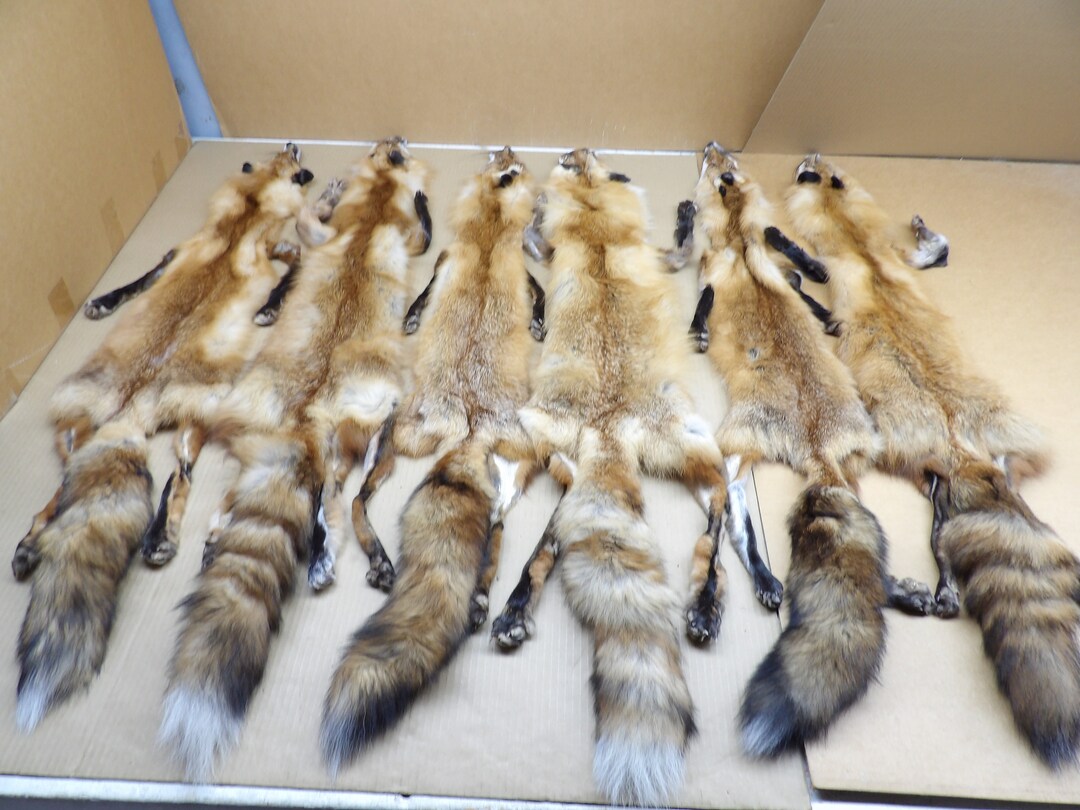 Red Fox Hide With 4 Feet Professionally Tanned/semi Heavy - Etsy