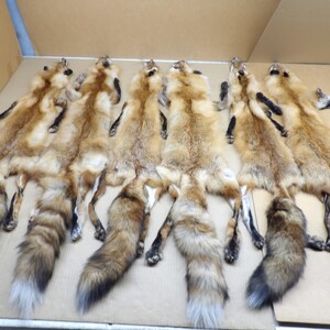 Red Fox Hide With 4 Feet Professionally Tanned/semi Heavy - Etsy