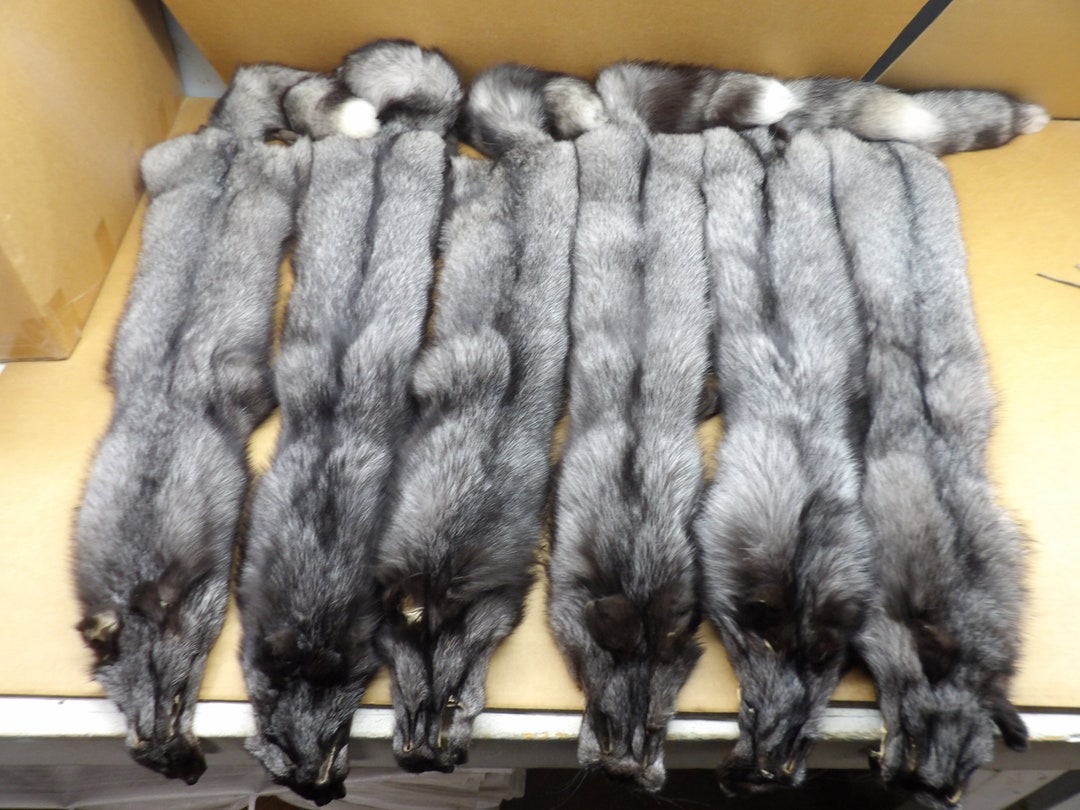 XXL Blue Frost Fox Hide #1 Top Lot Grade, Professionally Tanned/pelt ...