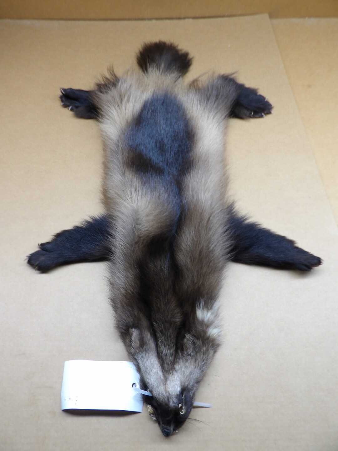 Alaskan Wolverine Professionally Tanned #1 Grade Hide With 4 Feet ...