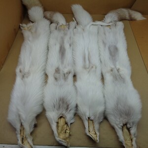 Arctic Cross Fox Hide Professionally Tanned #1 Grade/pelt/nicely Furred ...