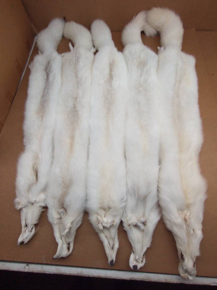 Professionally Tanned 1 Grade Ranch Blue Fox Hide/pelt/nicely | Etsy