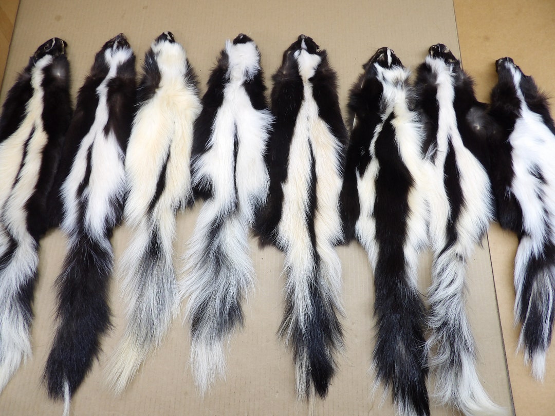 Professionally Soft Tanned Skunk Hide/pelt/nice Wide White - Etsy