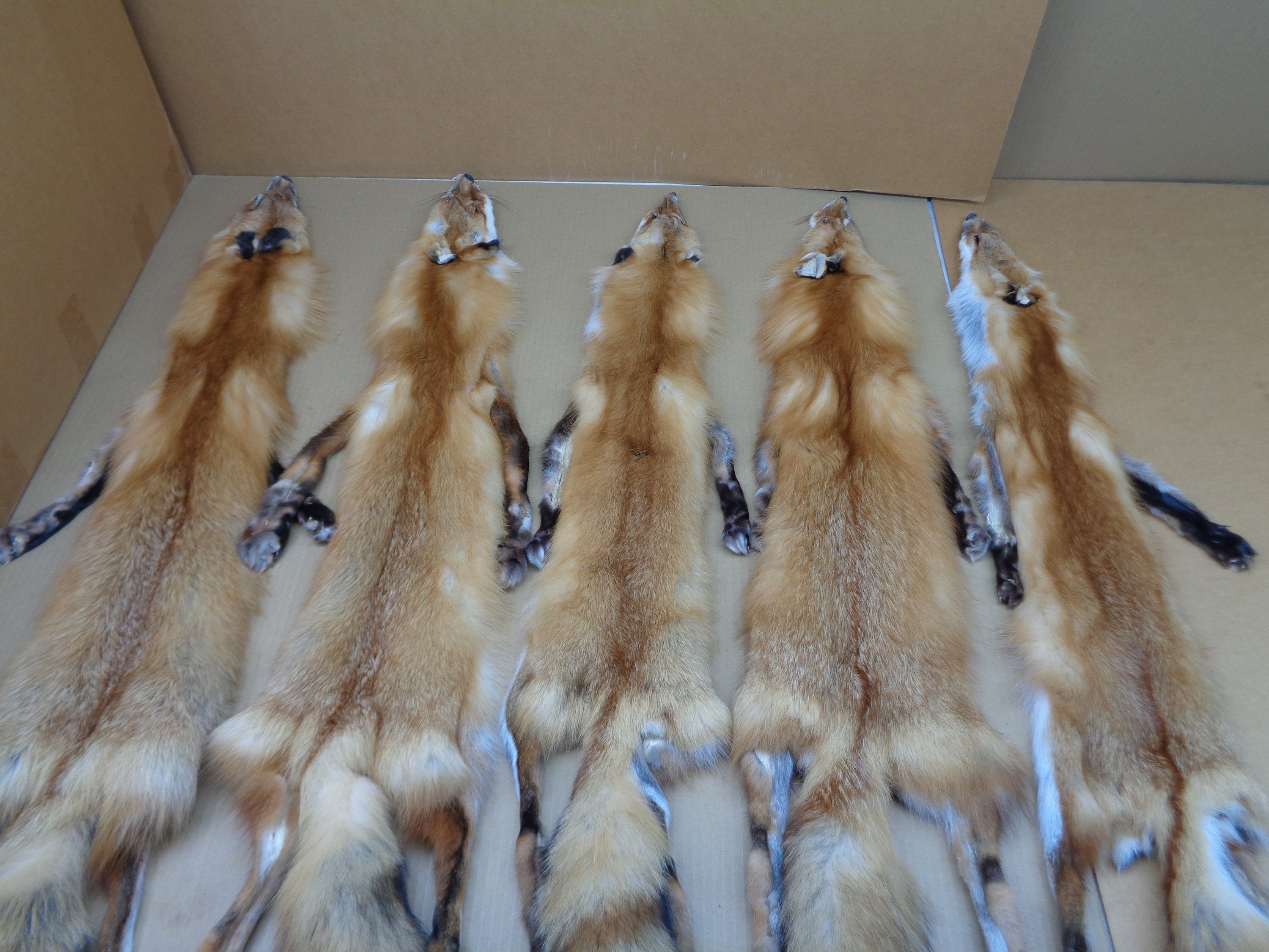 Red Fox Hide With 4 Feet Professionally Tanned/semi Heavy - Etsy